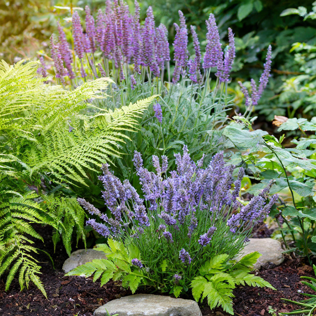 English Lavender – Fragrant Isle Lavender Farm & Shop